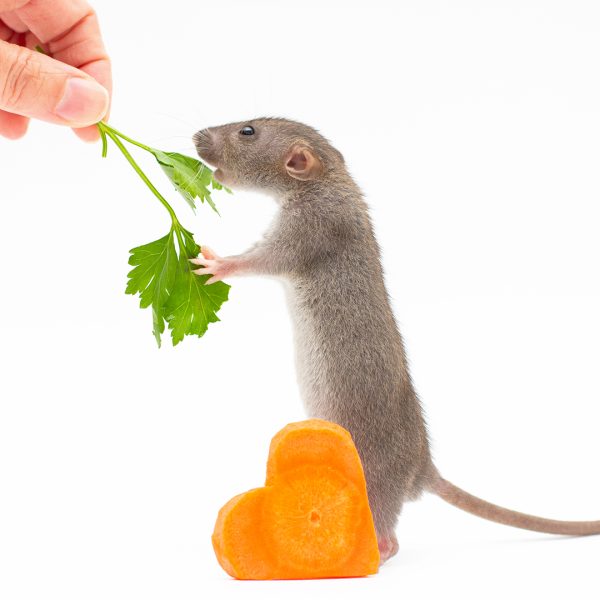 Quel est l’aliment préféré des rats ? - Expert dans mon Métier